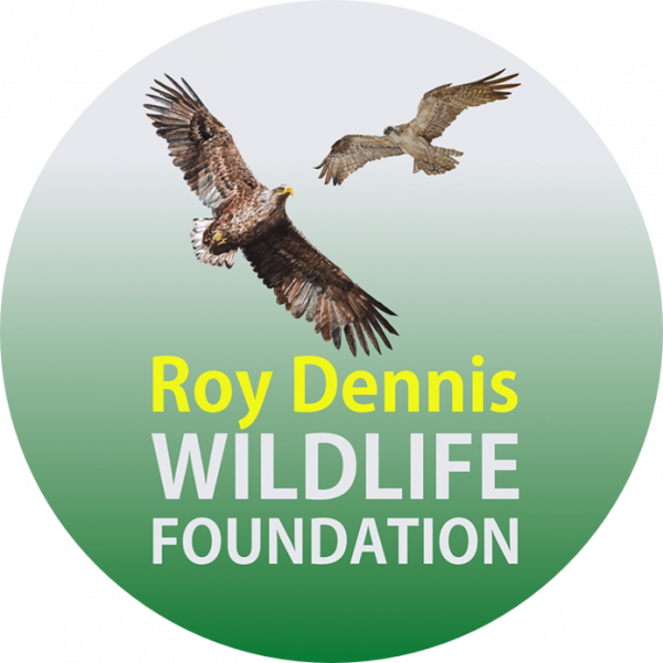 Hen Harrier – Roy Dennis Wildlife Foundation