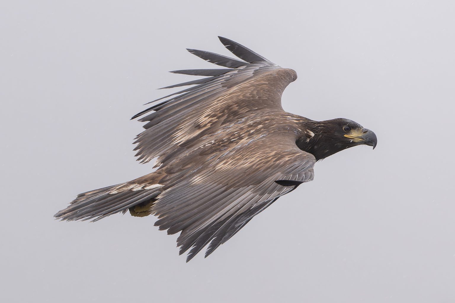 White-tailed Eagle – Roy Dennis Wildlife Foundation