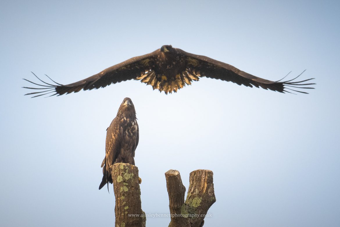 White-tailed Eagle – Roy Dennis Wildlife Foundation