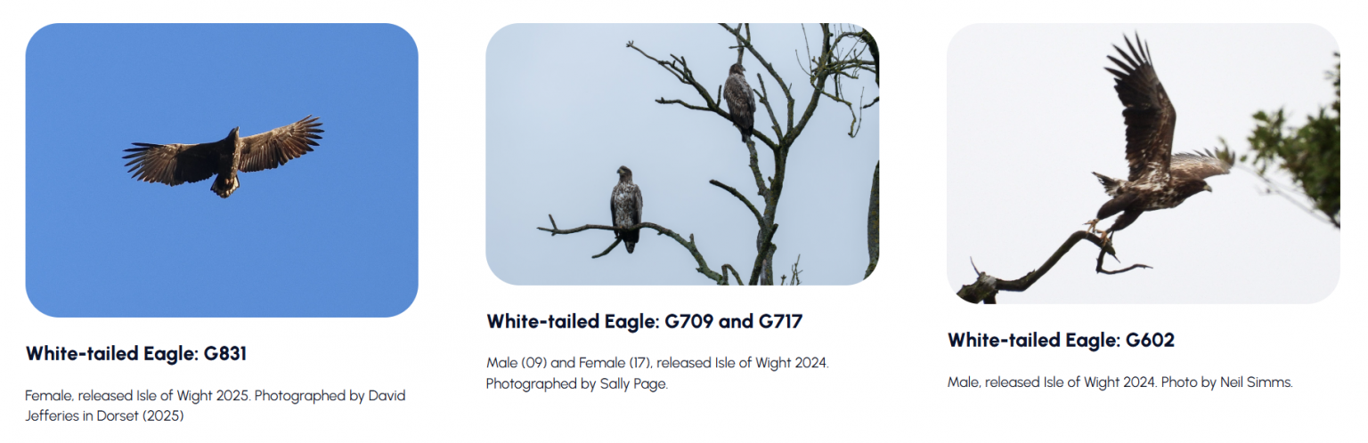 Introducing the Roy Dennis Wildlife Foundation Sightings gallery – Roy ...